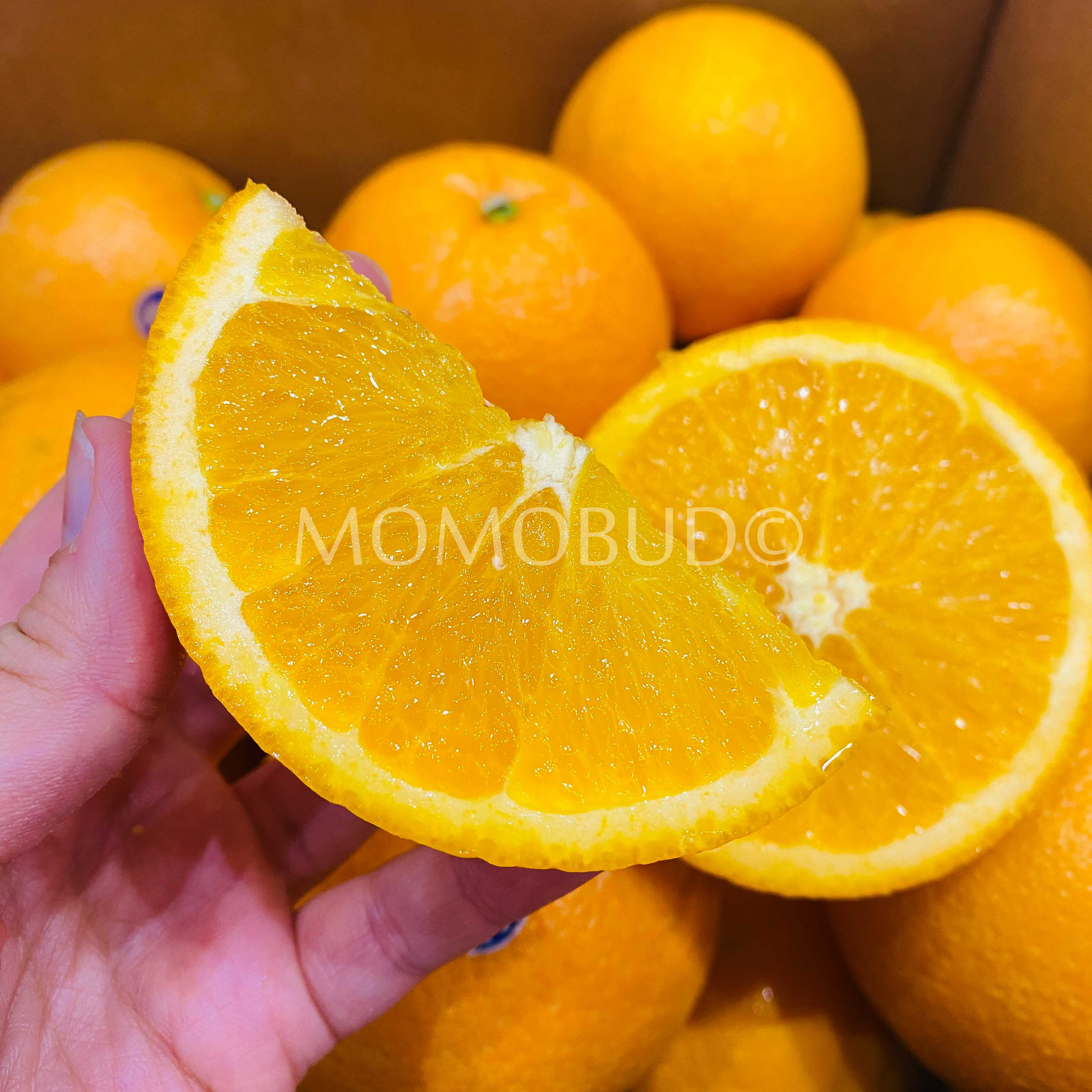 Bluejay® Autumn Gold Navel Orange (Large, 5pcs) — MomoBud