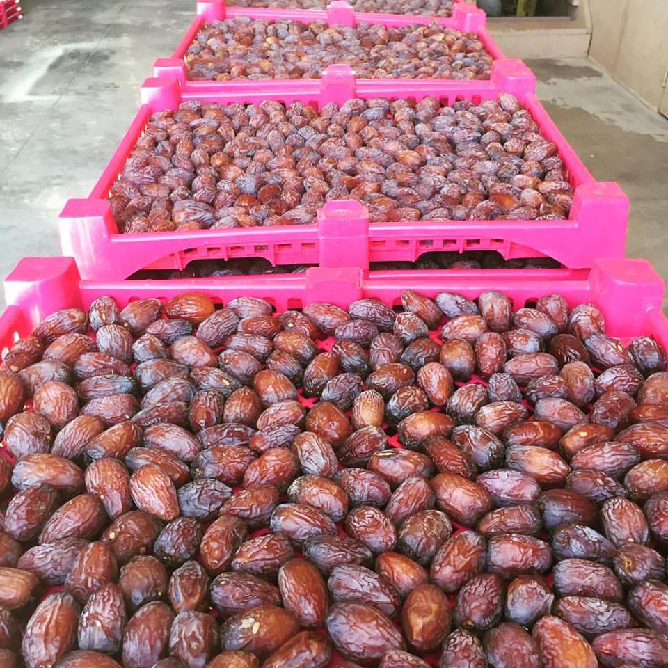 USA Medjool Jumbo Dates MomoBud