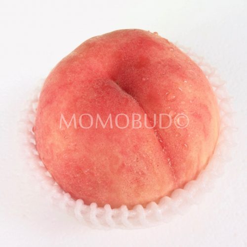 Japanese Sakura White Peach (Tokushu Grade, X-Large) — MomoBud