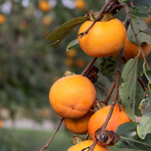 Australian Jiro Persimmon Box — MomoBud