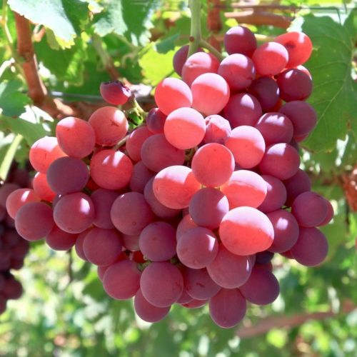 Crimson Red Seedless Table Grapes (1kg) - Old record — MomoBud