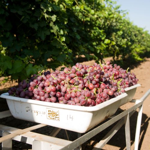 Crimson Red Seedless Table Grapes (1kg) - Old record — MomoBud