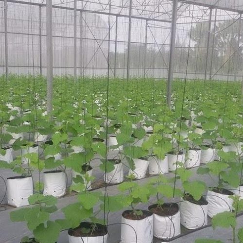 Fuji Muskmelon (Large, 1.5kg approx) — MomoBud