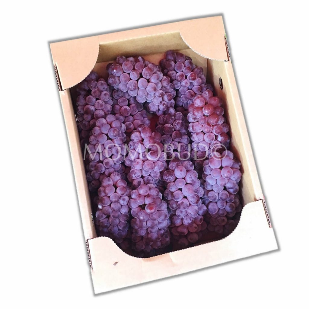 Japanese Delaware (Champagne) Grapes — MomoBud