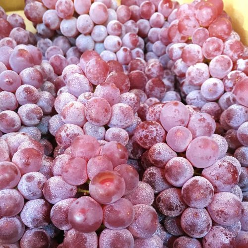 Japanese Delaware (Champagne) Grapes — MomoBud