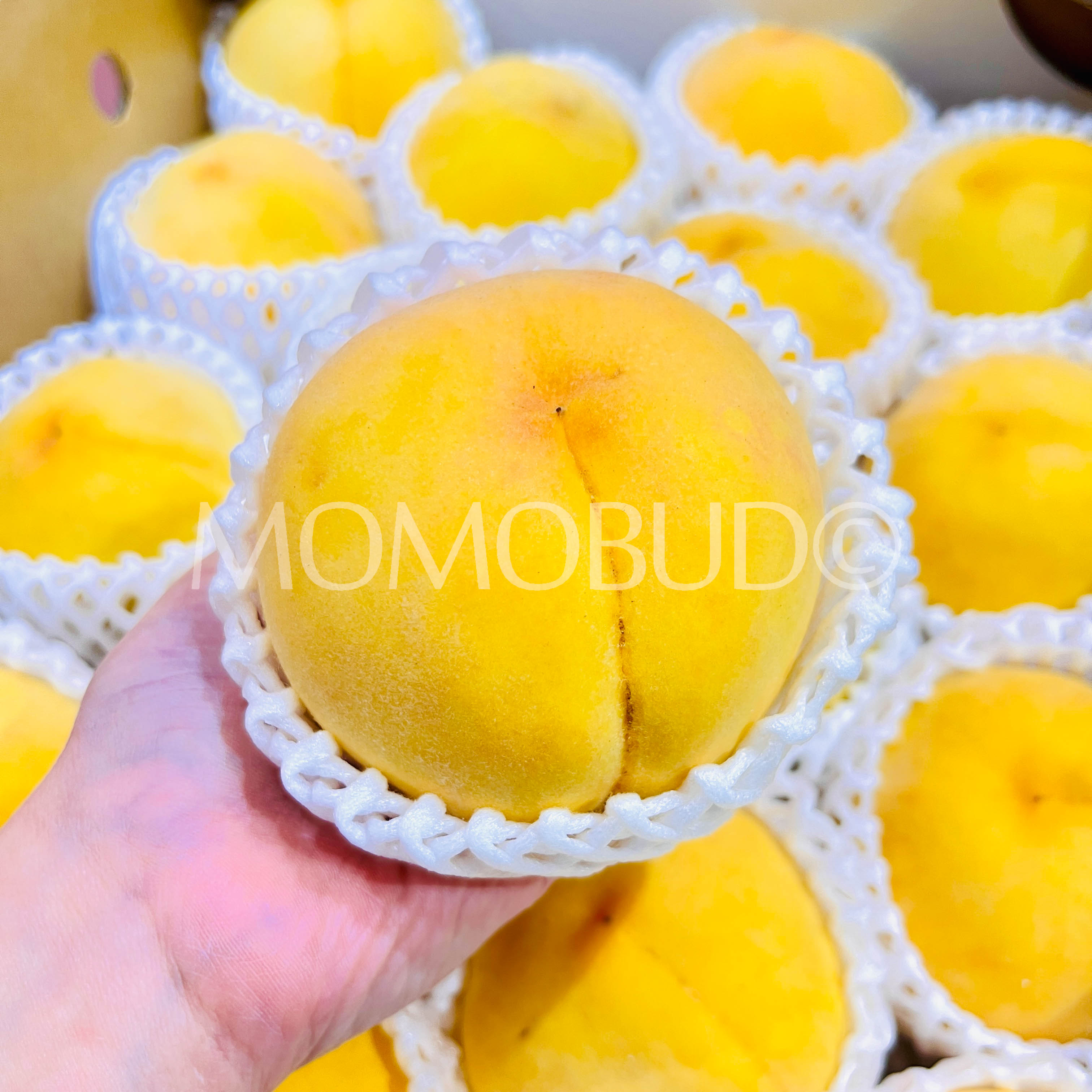 Japanese Marron Golden Peach (X-Large) — MomoBud
