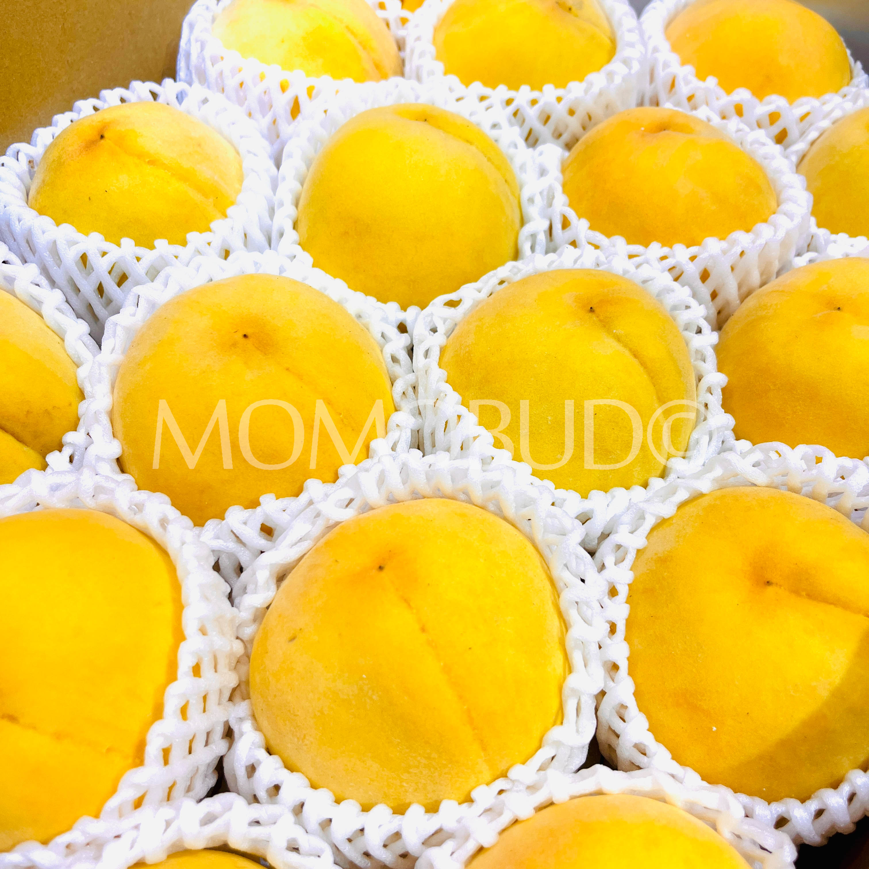 Japanese Marron Golden Peach (X-Large) — MomoBud