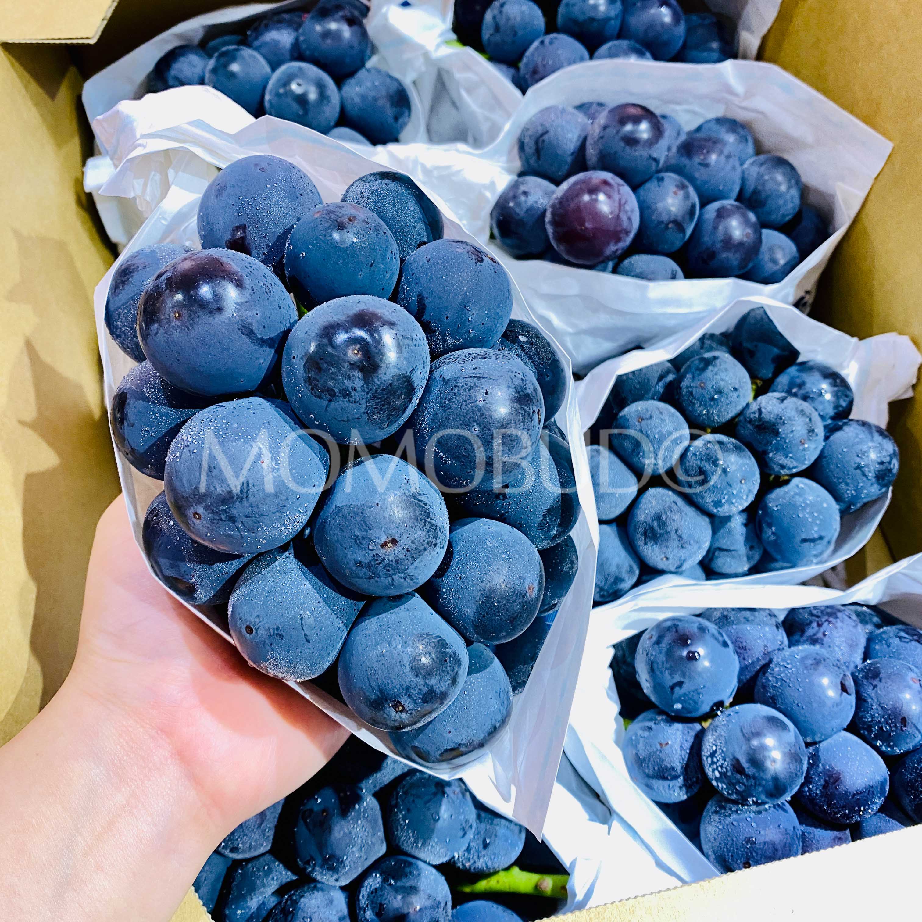 Japanese New Pione Seedless Grape (600-700g approx) — MomoBud