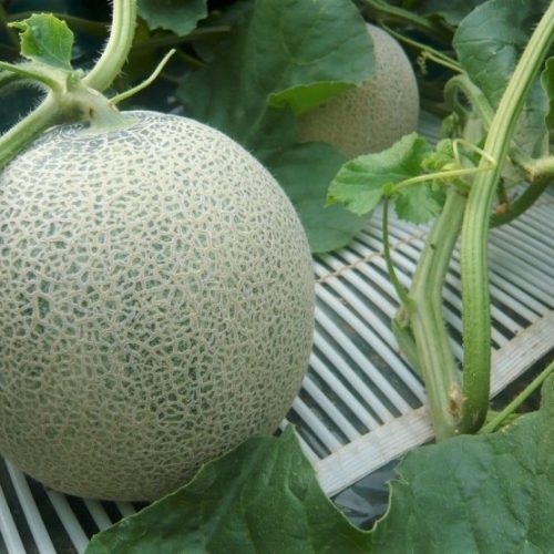 Japanese Raiden Red Muskmelon — MomoBud