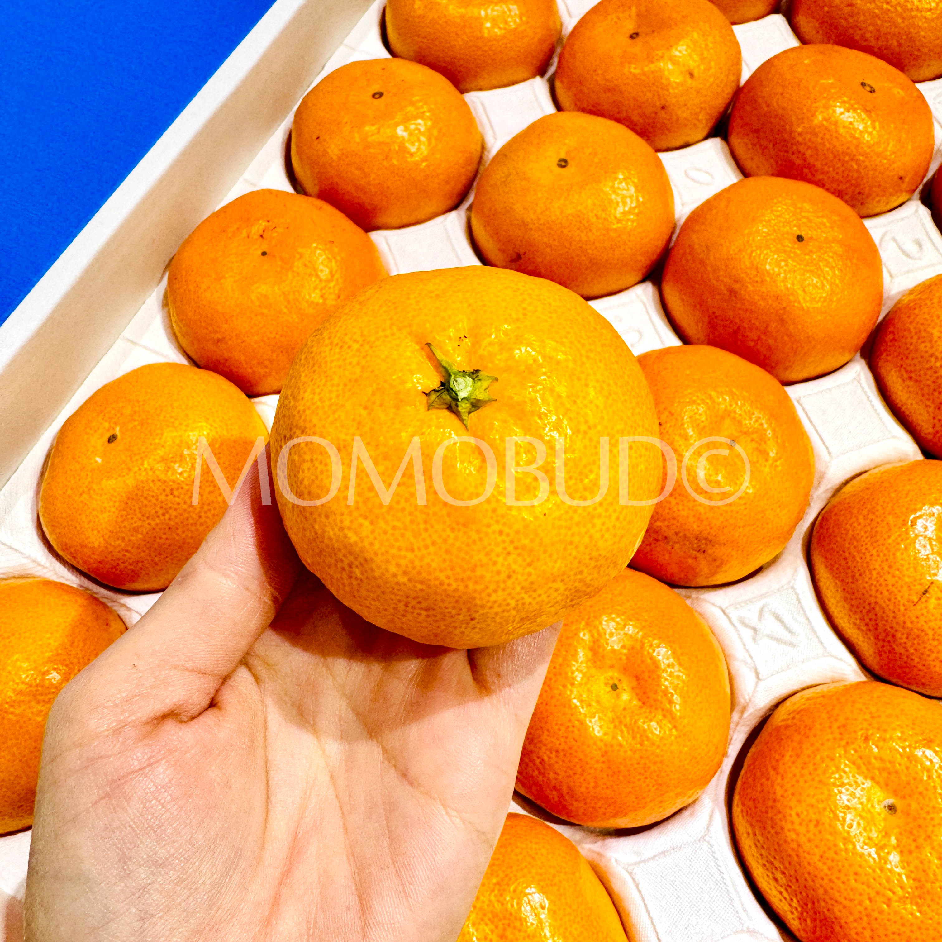 Japanese Saikai Ajikko Mikan (Mandarin Orange) Gift Box (2.5kg) — MomoBud