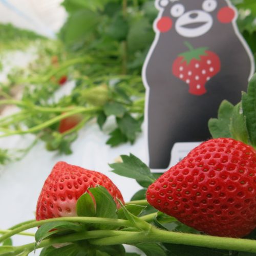 Japanese Yuubeni Ichigo (Strawberry) — MomoBud