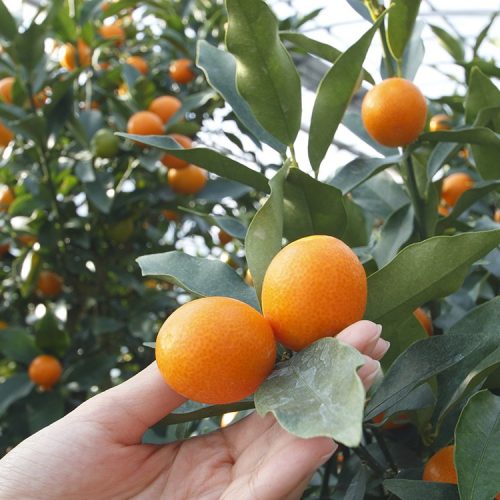 Japanese Premium Kontai Kinkan (Kumquat) — MomoBud