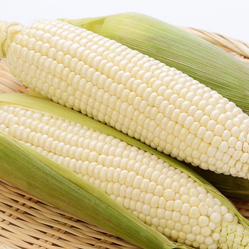 Cameron Highlands White Corn (Large, Triple A grade) — MomoBud