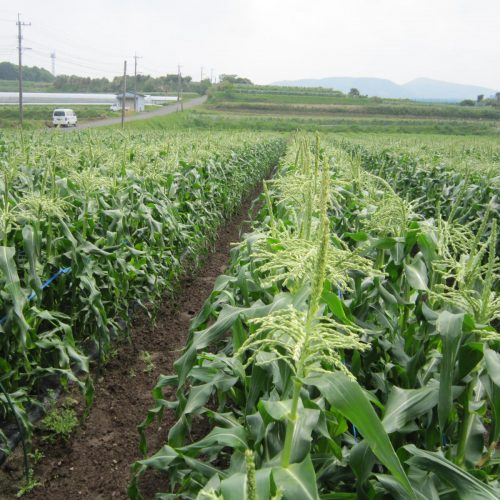 Cameron Highlands White Corn (Large, Triple A grade) — MomoBud