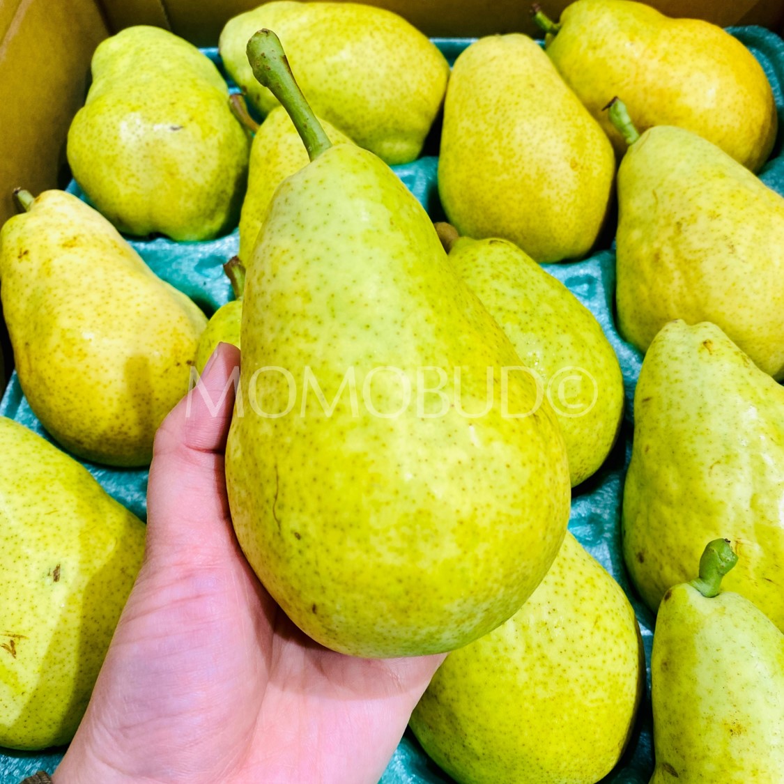 MomoBud's Online Fruit Market