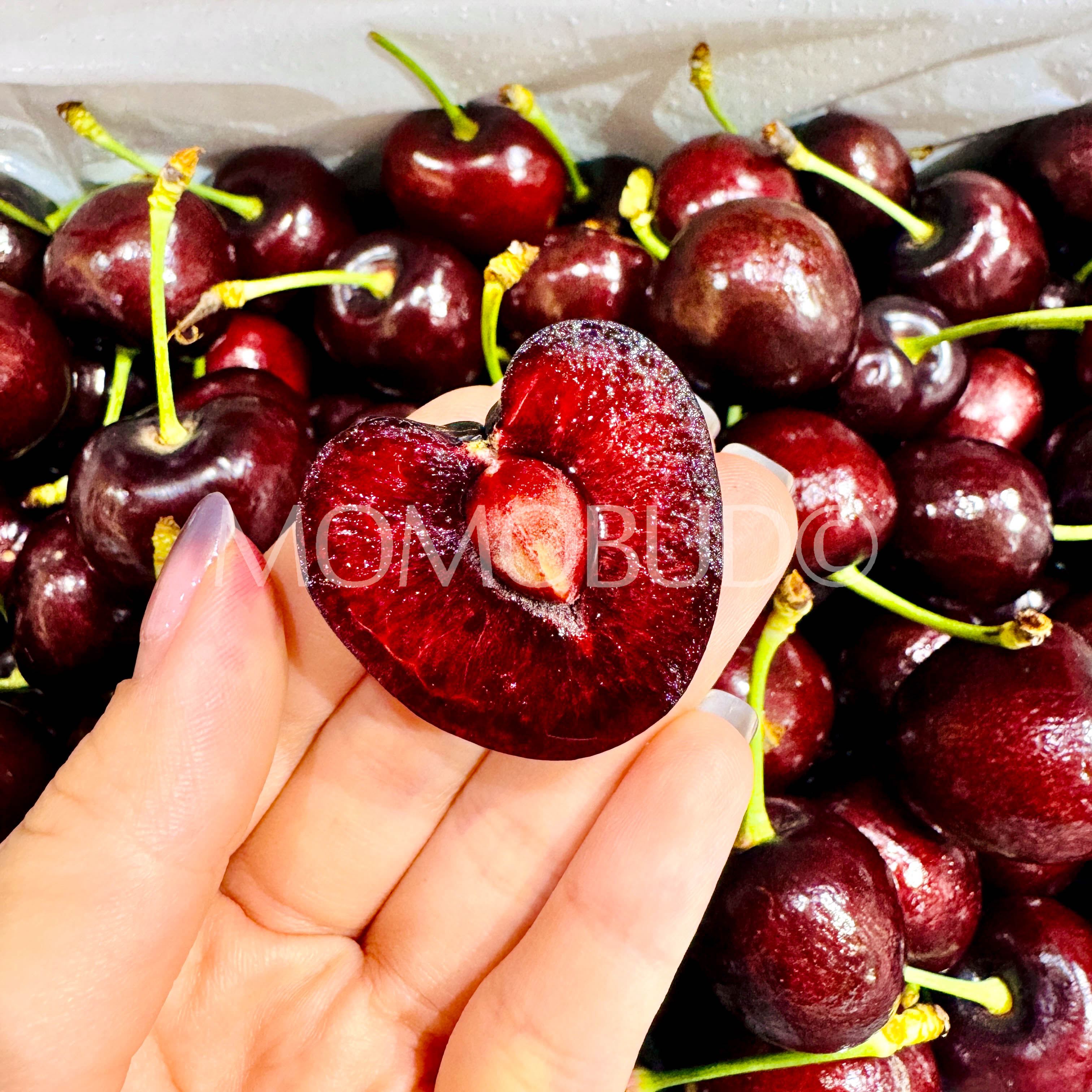 Australian Cotsaris Red Cherry — MomoBud