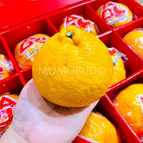 Taiwan ABC Ponkan Mandarin Orange Gift Box (with handle) (12pcs) — MomoBud