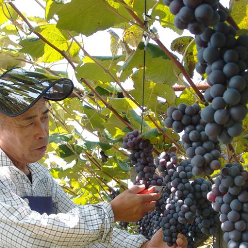 Japanese Steuben Grapes — MomoBud