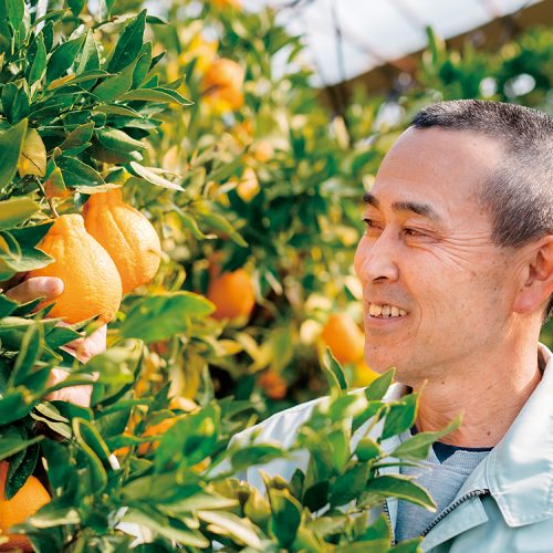 Japanese Arida House Dekopon Orange Gift Box (Jumbo, 3kg) — MomoBud