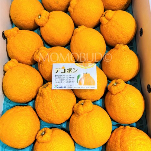 Japanese Dekopon Orange — MomoBud