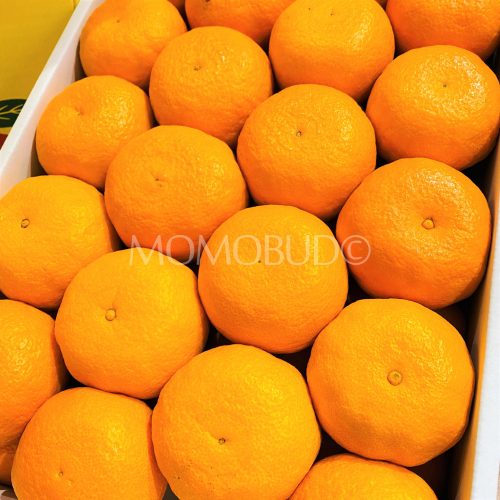 Japanese Premium Kara Kanjuku Mikan (1kg approx, 7pcs) — MomoBud