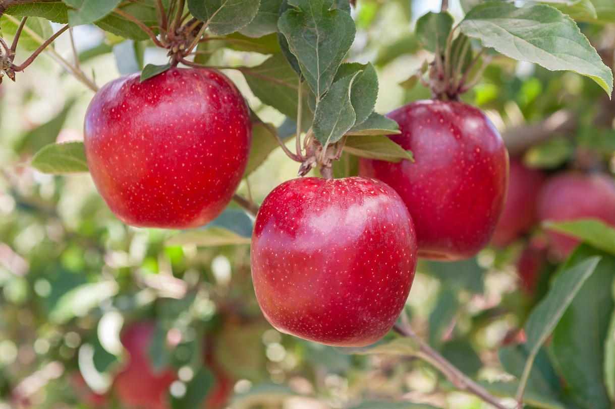 Flash Gala™ Big Bucks Apple (Small, 8pcs) — MomoBud