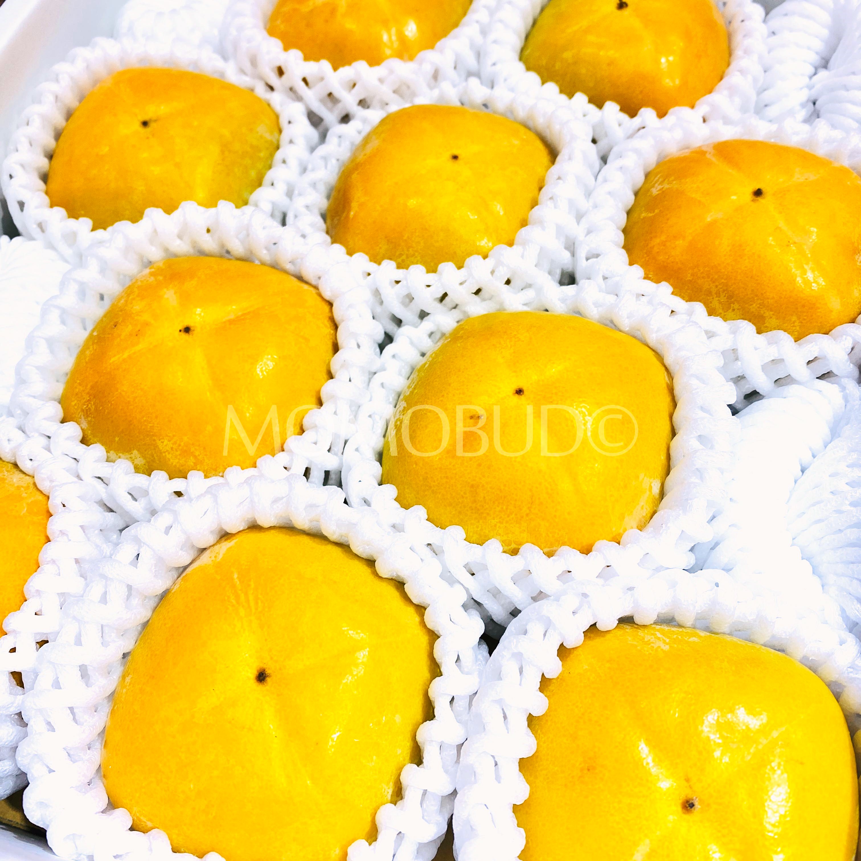 Japanese Greenhouse Tonewase Persimmon White Gift Box (2kg) — MomoBud