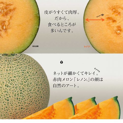 Japanese Lenon Red Melon (Small-Plus) — MomoBud