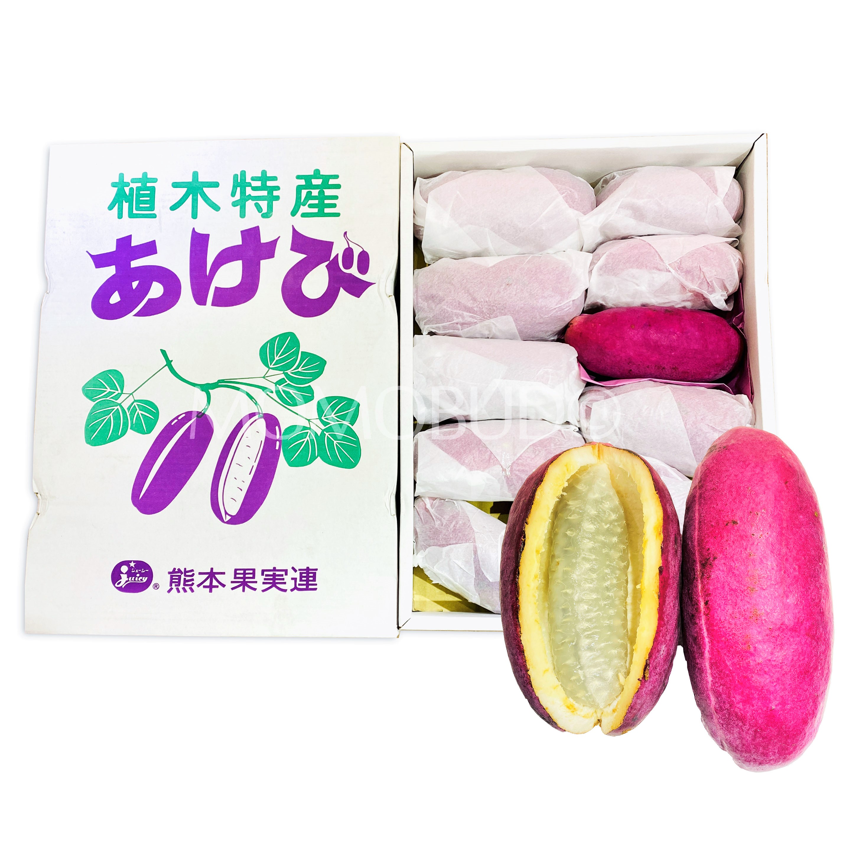 Japanese Akebi (Chocolate Vine, Medium) — MomoBud
