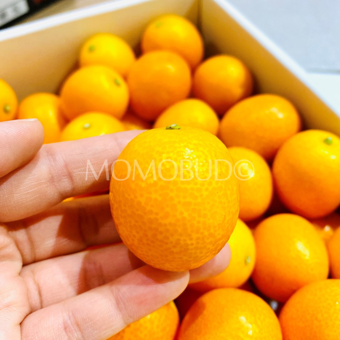 Japanese Miyazaki House Kinkan (Kumquat) Gift Box (1kg) — MomoBud
