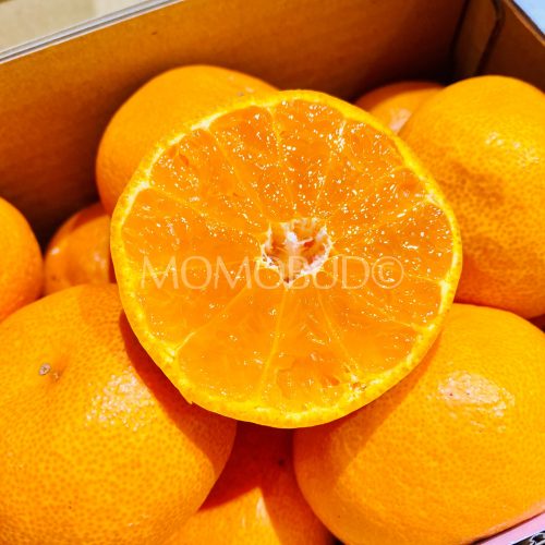 Japanese Saikai Ajikko Mikan (Mandarin Orange) — MomoBud