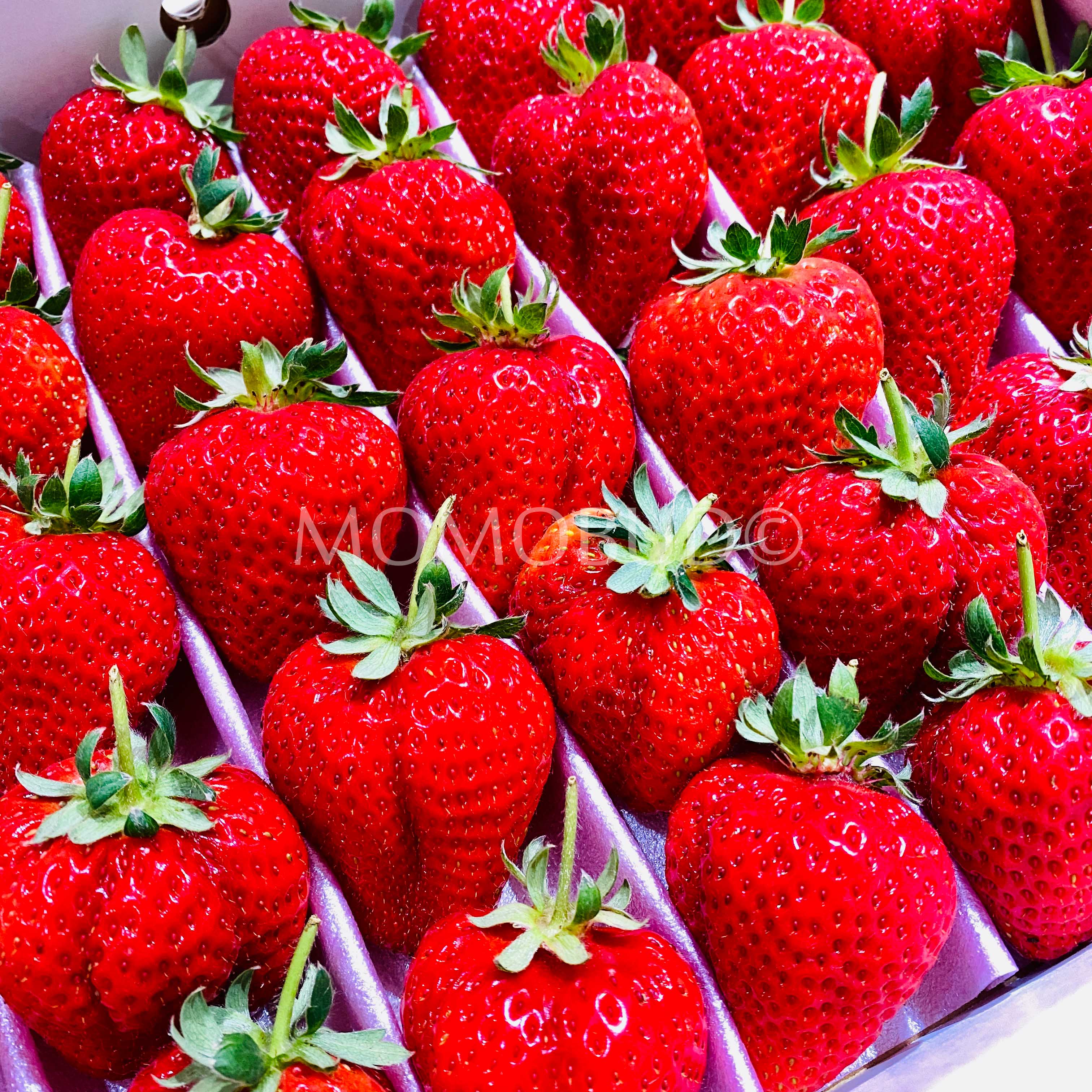 Japanese Sachinoka Ichigo with Stem (Strawberry) Gift Set (1kg) — MomoBud