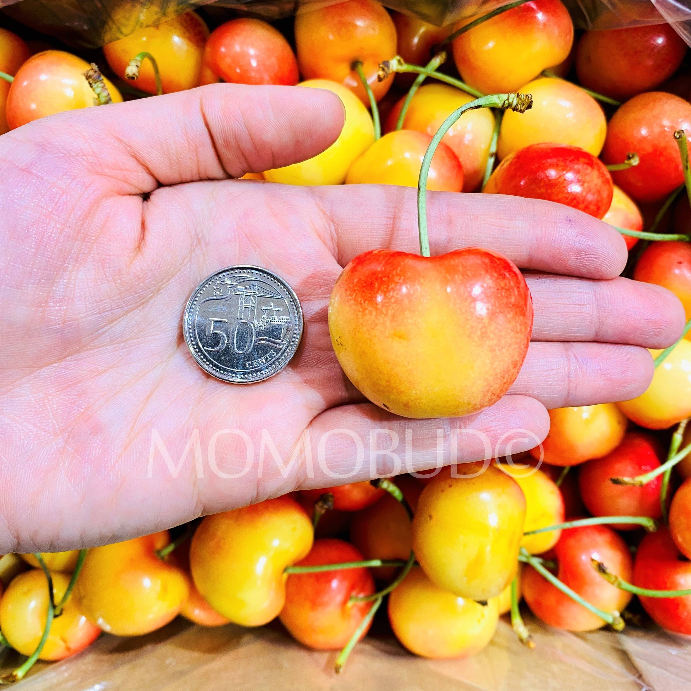 Belgium Rainier Cherry — MomoBud
