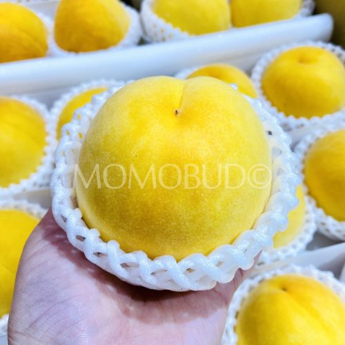 Japanese Yamanashi House Golden Peach (2pcs/punnet) — MomoBud