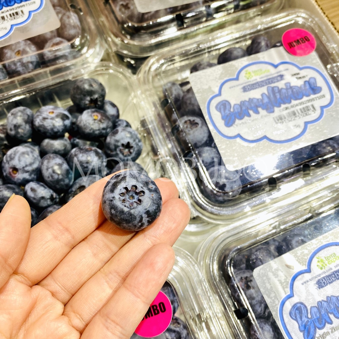Jumbo Berrylicious Blueberry — MomoBud
