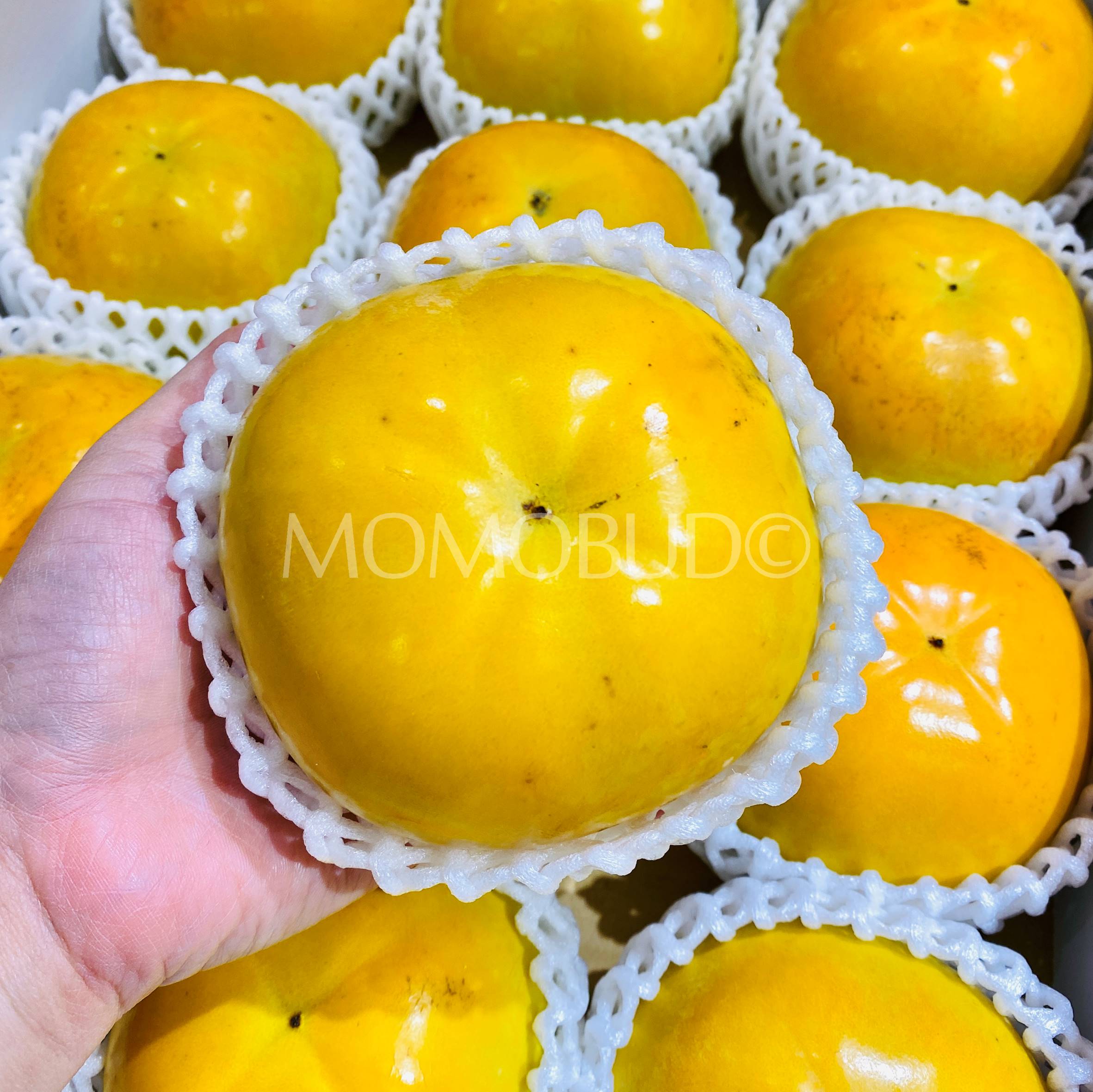 Japanese Sweet Taishuu Persimmon Gift Box (3kg) — MomoBud