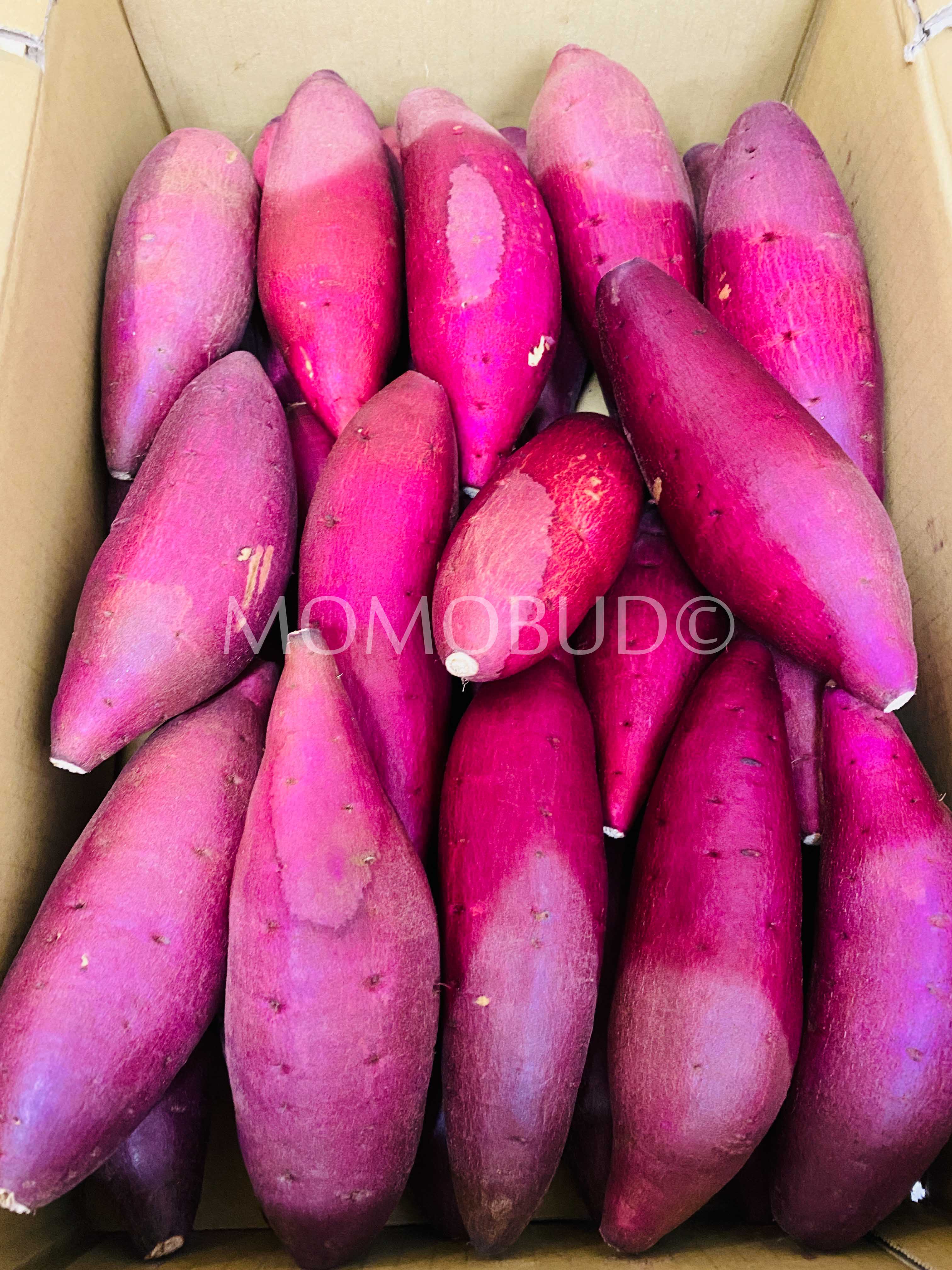 Japanese Silk Sweet Yellow Satsumaimo (Sweet Potato) — MomoBud