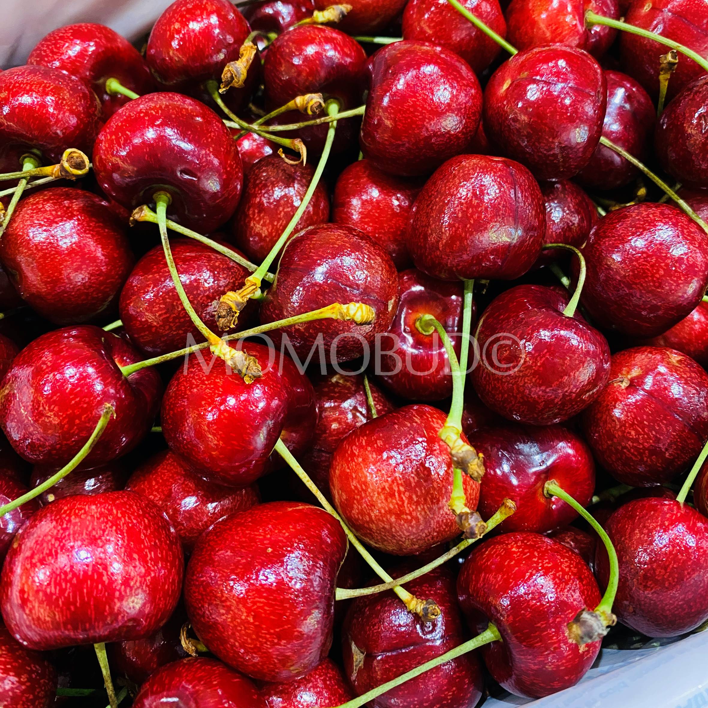 Tasmanian 43° South Red Cherry (Premium Gold Box) — MomoBud