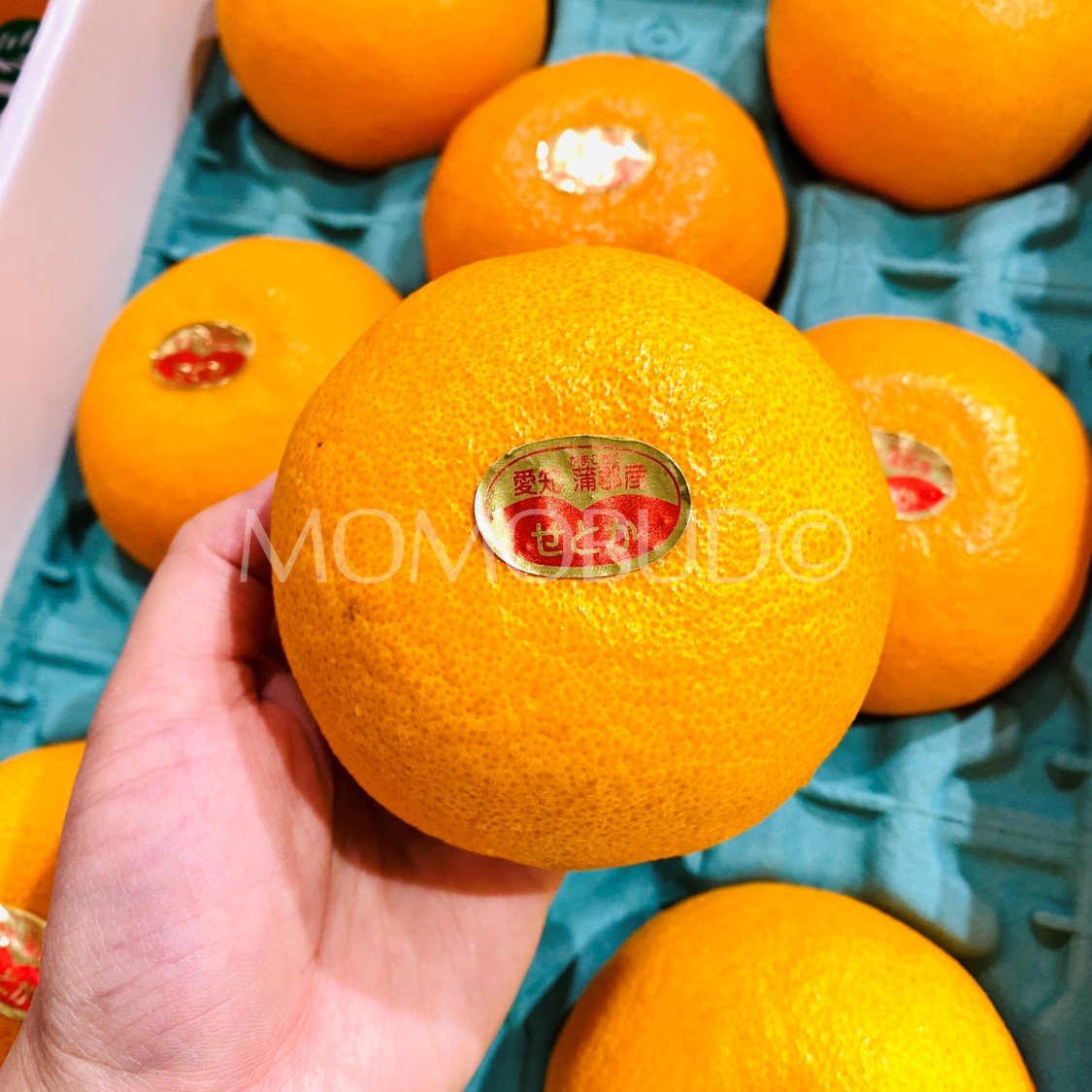 Japanese Ehime Gamagoori Setoka Mikan (Mandarin Orange) Gift Box (3kg ...
