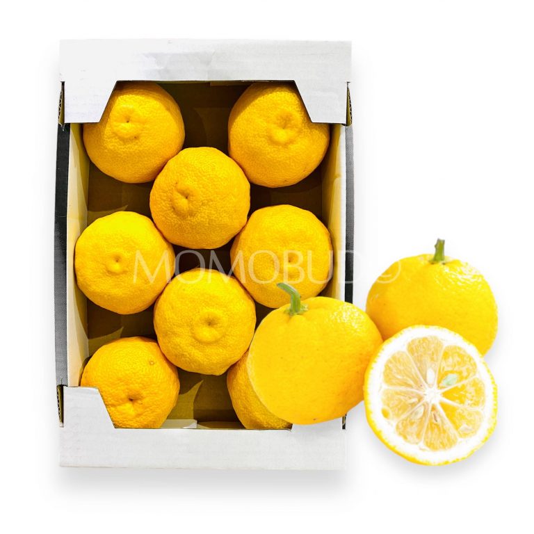 Japanese Yellow Yuzu — MomoBud