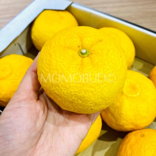 Japanese Yellow Yuzu — MomoBud