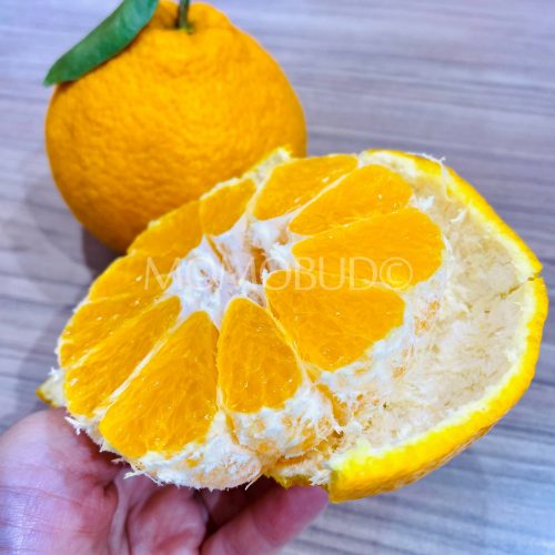 Shiranui Mandarin Orange — MomoBud