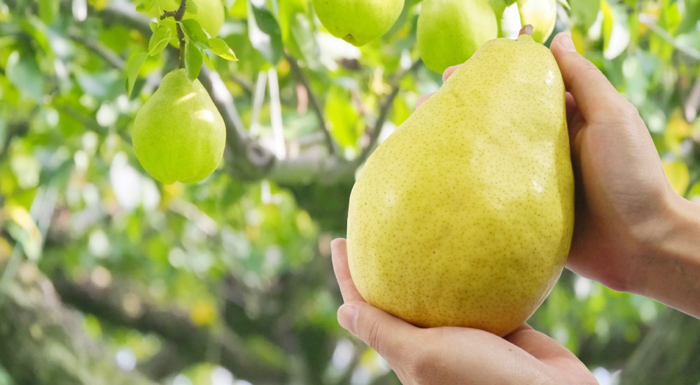 MomoBud's Online Fruit Market