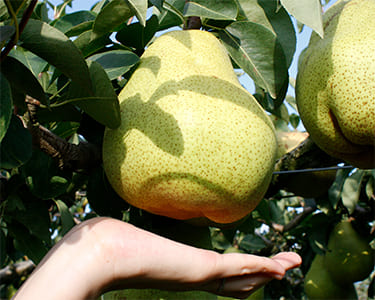 MomoBud's Online Fruit Market