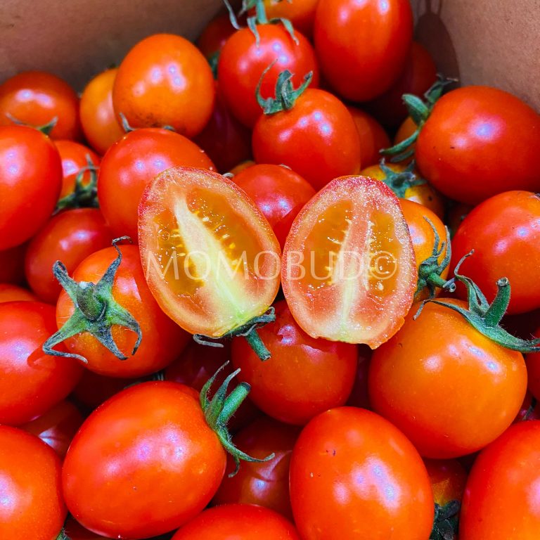 Japanese Nagasaki Cherry Tomato — MomoBud