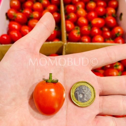 Japanese Nagasaki Cherry Tomato — MomoBud