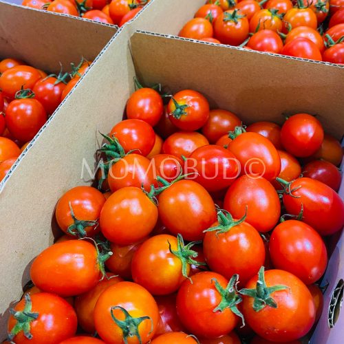 Japanese Nagasaki Cherry Tomato — MomoBud