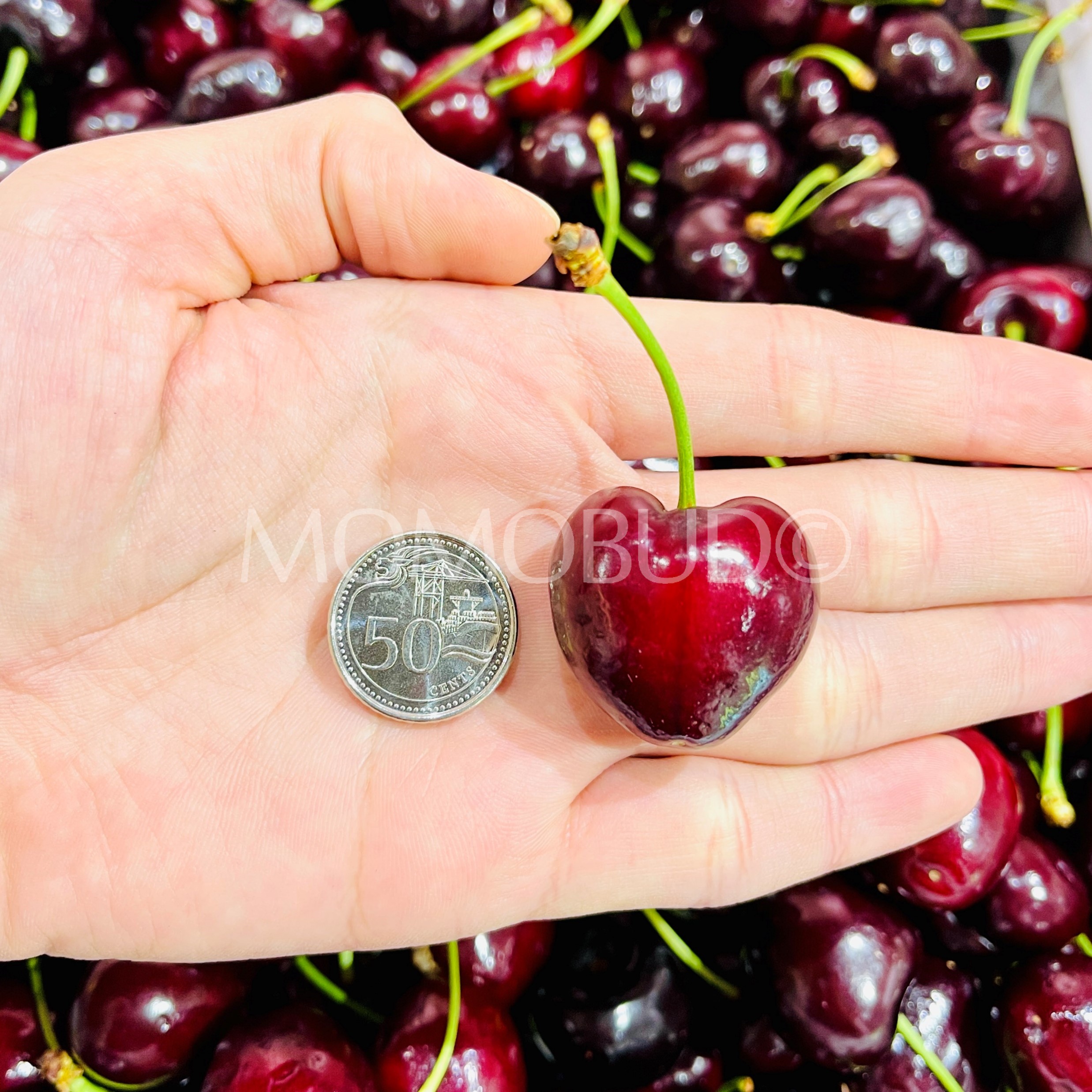 Guizzo Santina Red Cherry — MomoBud