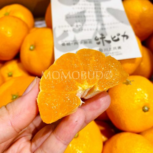Japanese Ajipika Mikan (Mandarin Orange) — MomoBud
