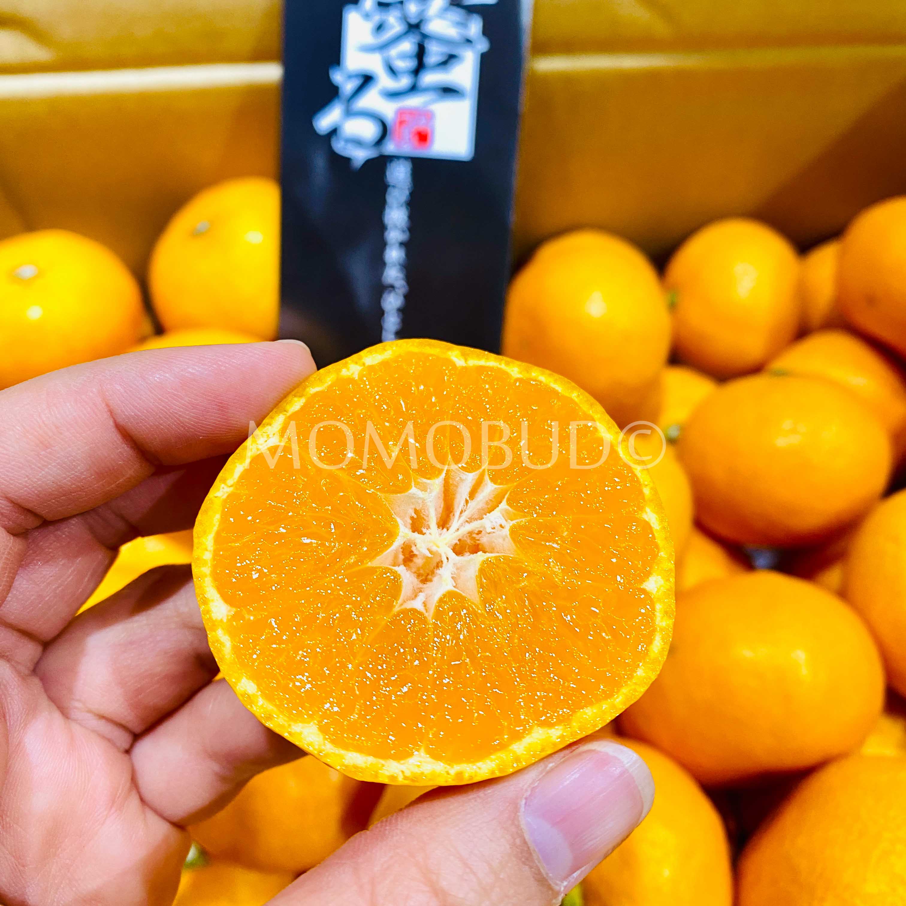 Japanese High Sweetness Mitsuru Mikan (Mandarin Orange) — MomoBud